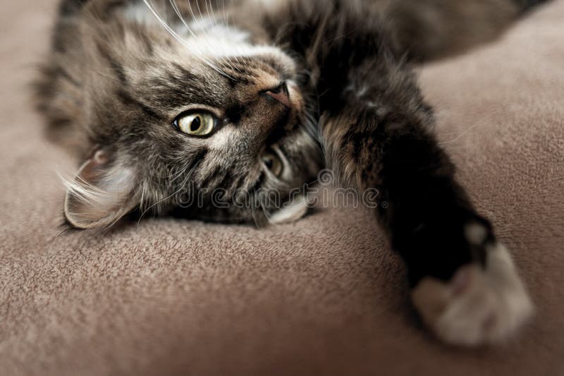 Gray Kitten Cat with Stripped Fur Chest Stock Image - Image of healthy ...