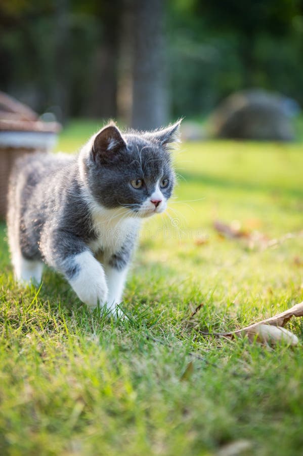 Gray kitten on the grass stock photo. Image of shorthair - 78444004