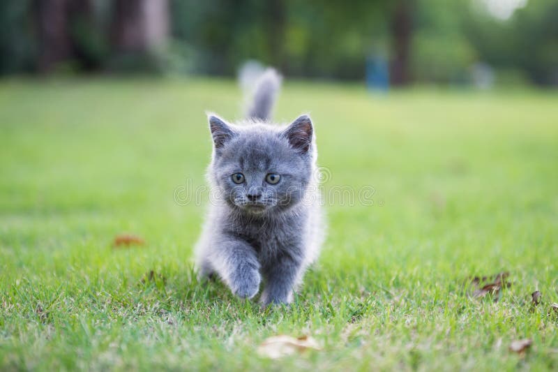 Gray kitten on the grass stock photo. Image of leisure - 78444150