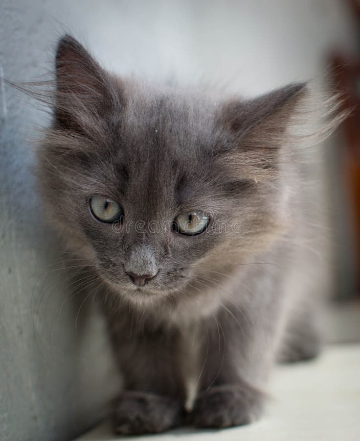 Gray kitten stock image. Image of playful, game, active - 36560297