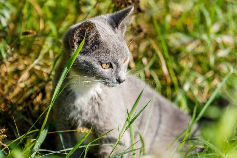 Gray Kitten Playing in the Grass Stock Photo - Image of front ...