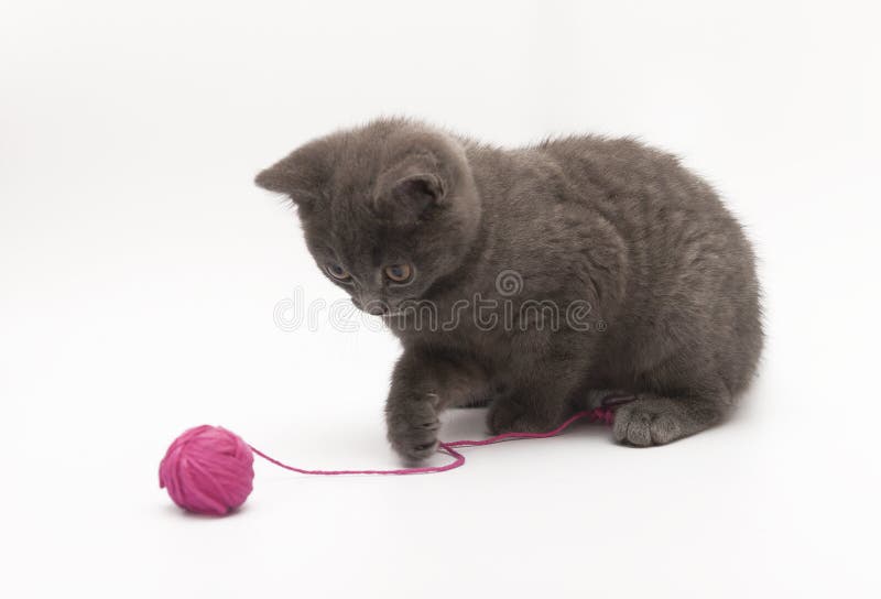 Gray Kitten Playing with Pink Clew Isolated Stock Photo - Image of ball ...