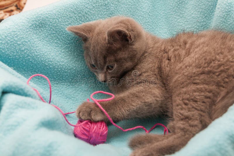 Gray Kitten Playing with Pink Clew Isolated Stock Photo - Image of ...