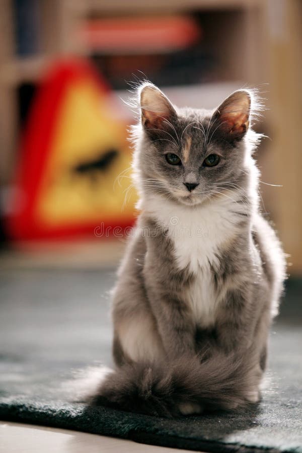 Gray kitten portrait stock image. Image of eyes, cute - 39471085
