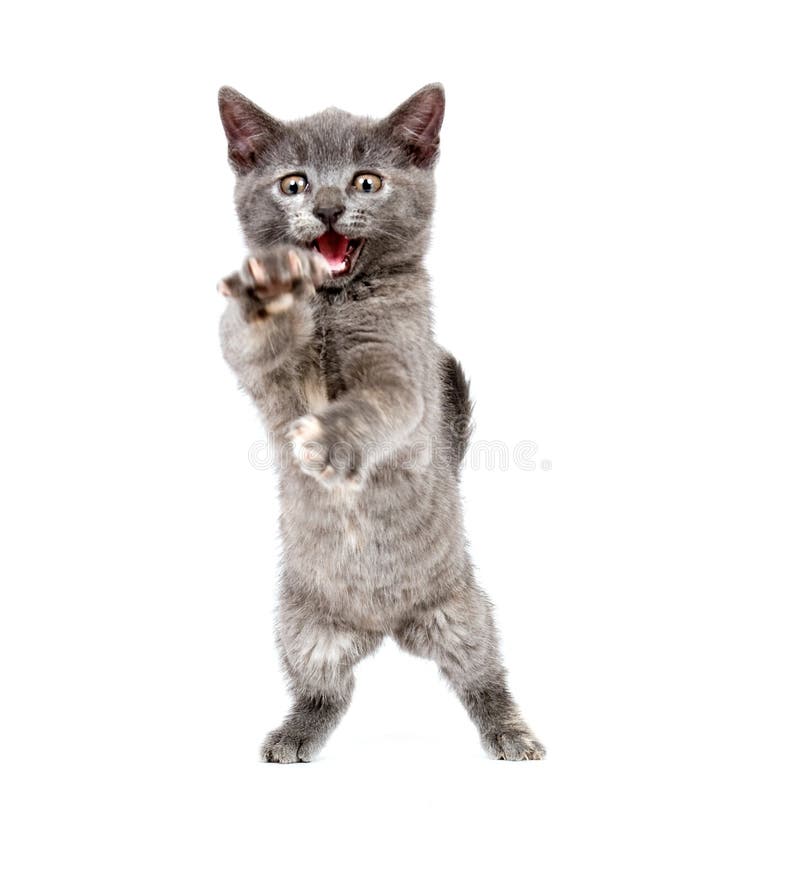 Gray Kitten Pouncing Stock Photos - Image: 10654983