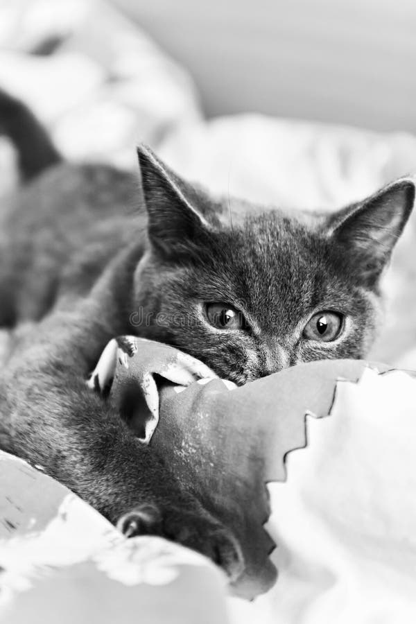 Gray Kitten Ready To Pounce Black and White Stock Image - Image of hunt ...