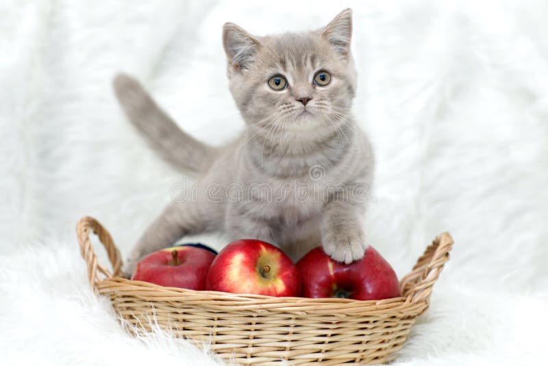 Gray Kitten with Red Apples Stock Image - Image of apple, adorable ...