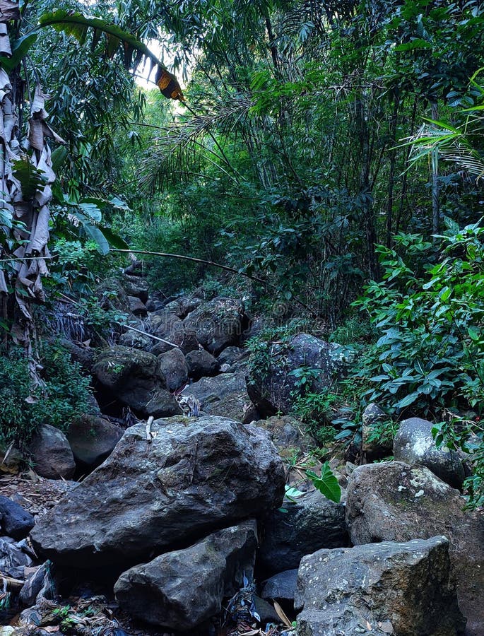A Collection of Large Stones in the Forest with a Cool Grove of Trees ...
