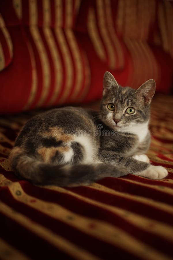 Kitten at rest stock image. Image of stray, white, resting - 58406867