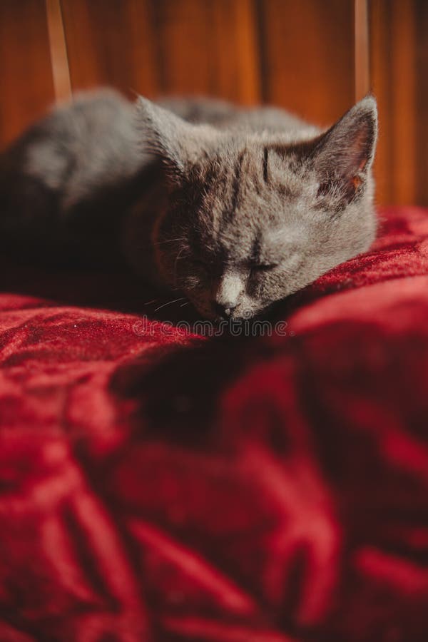 Gray Kitten Resting Peacefully on a Red Vintage Ottoman in Warm ...