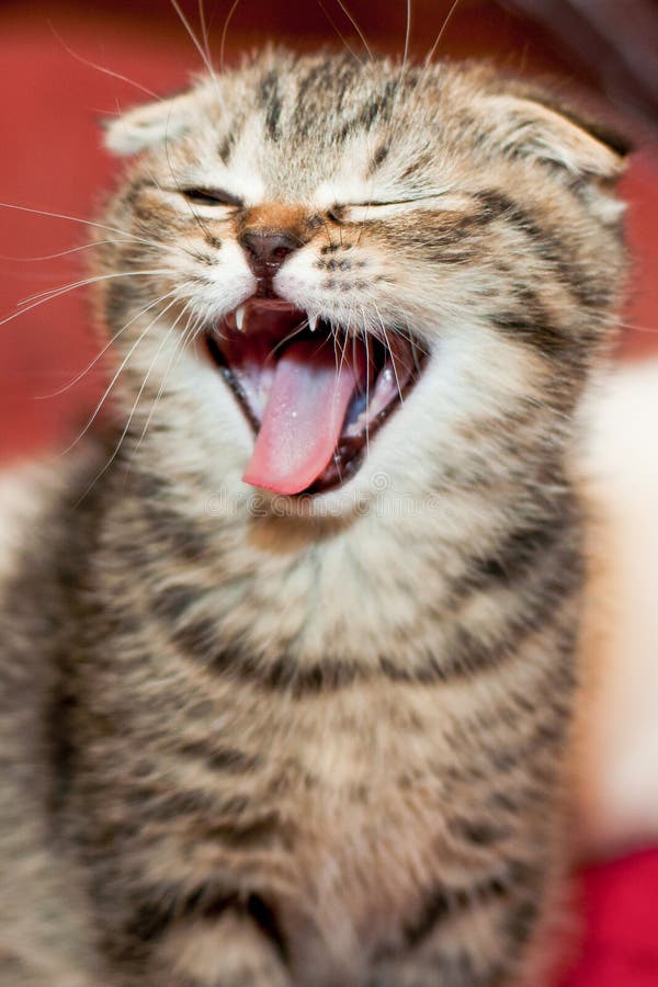 Beautiful Little Gray Kitten Stock Photo - Image of charming, kitty ...