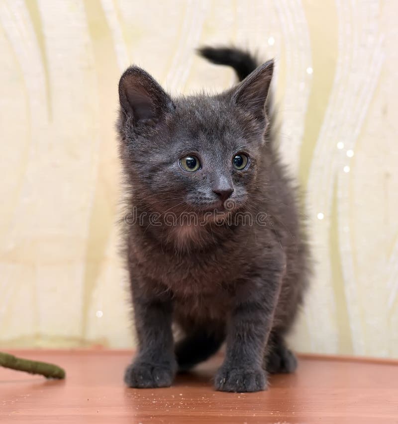 Gray kitten Russian blue stock image. Image of chatreux - 76698489
