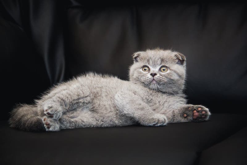 Gray Kitten Scottish Fold Cat Lies on Black Background. Stock Image ...