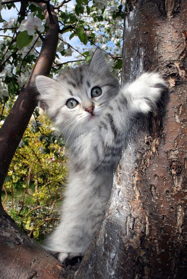 Kitten in a tree stock image. Image of small, home, beautiful - 29921001