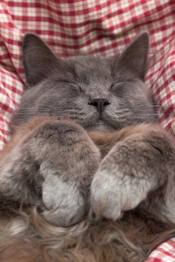 Gray Kitten Sleeping Sweetly on Back, Paws Folded on Chest Stock Photo ...