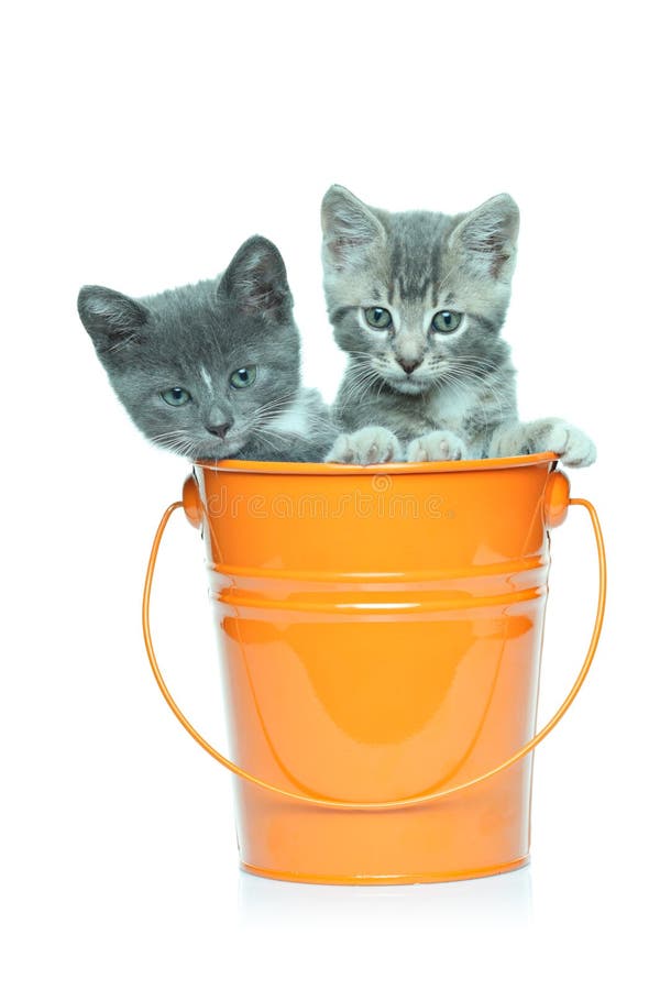 Funny kittens stock photo. Image of lovely, cute, little - 21405974
