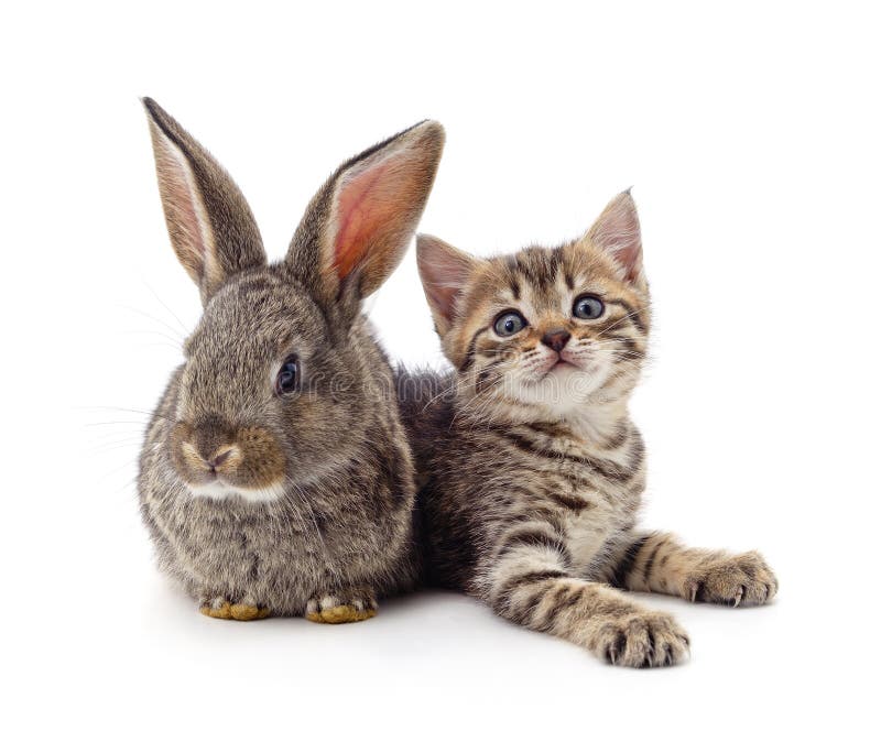 Gray kitty and bunny stock photo. Image of rabbit, gray - 186456690