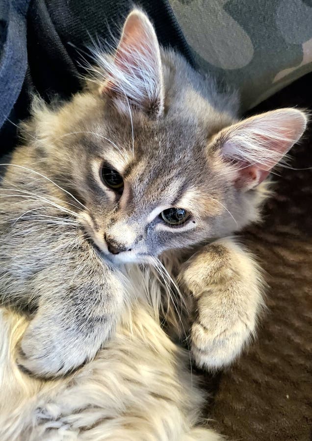 Gray kitty stock image. Image of kitty, polydactal, gray - 172652421