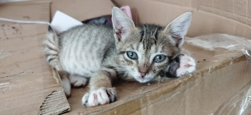 Gray Kitty Resting Open Eyed Stock Photo - Image of kitty, kitten ...