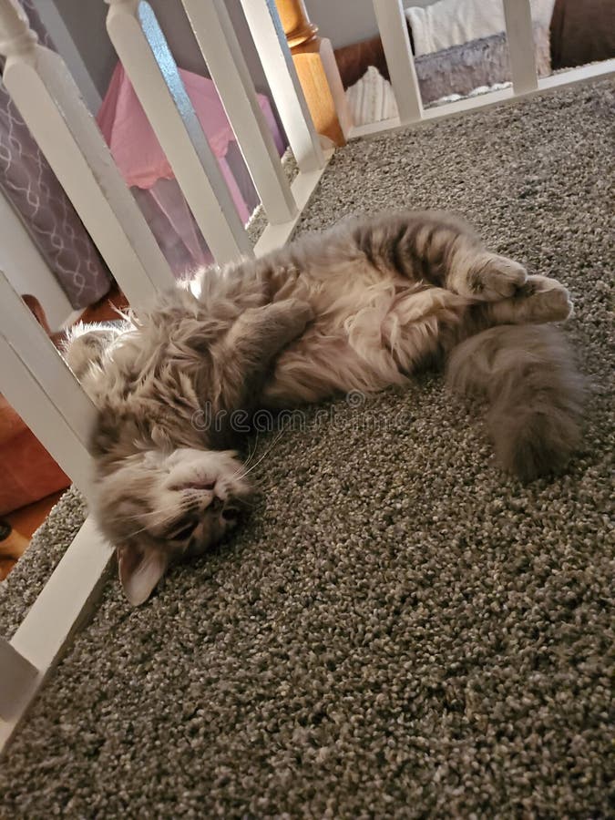 Gray kitty sleep on back stock photo. Image of kitty - 172652396