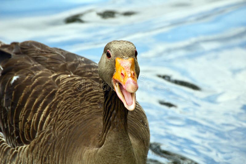 Angry Goose stock image. Image of attack, animal, noisy - 15463731