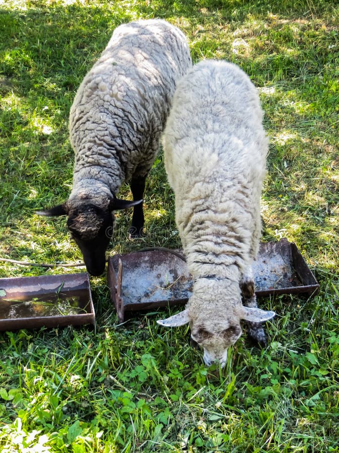 Gray Lambs Pinch Grass in the Meadow and Drink Water Stock Photo ...