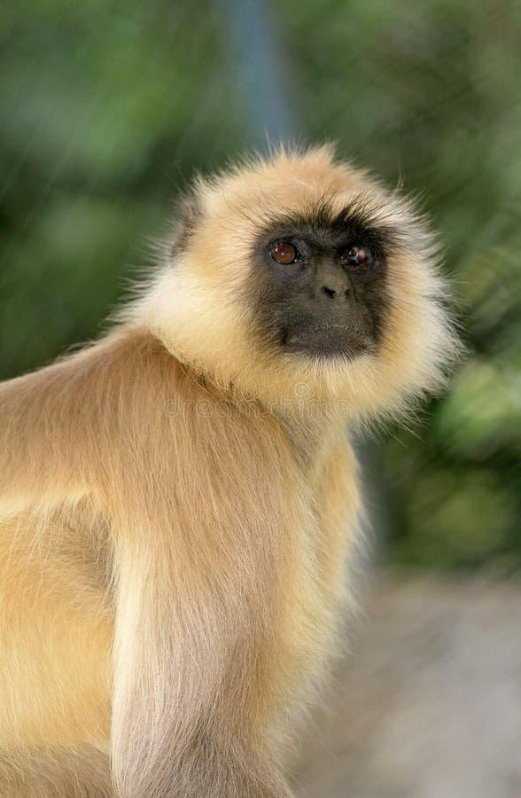 Gray langoor stock photo. Image of wildlife, monkey, mammals - 16944384