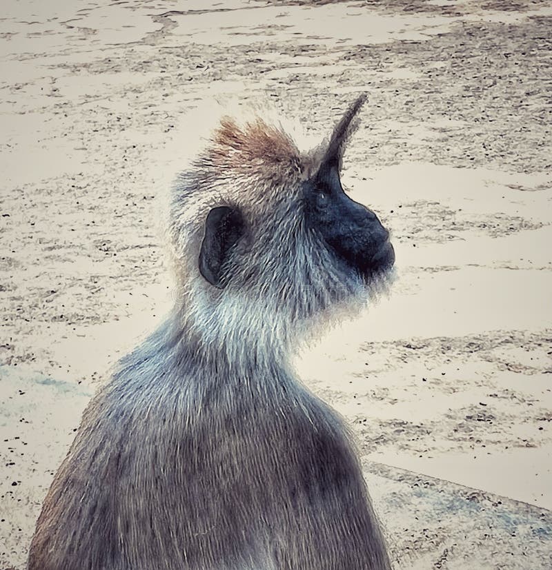 Gray langoor stock photo. Image of closeup, forests, monkey - 16944384