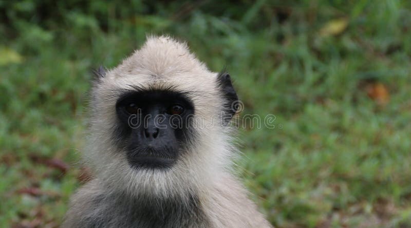 Gray langoor stock photo. Image of closeup, forests, monkey - 16944384