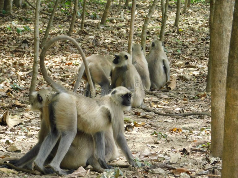 Gray Langur Close Up , Indian Monkey, Black Face Monkey, Face Close Up ...