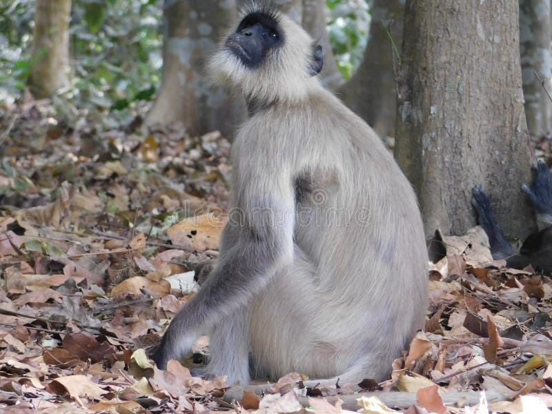 Angry Langur Monkey Stock Photos - Free & Royalty-Free Stock Photos ...