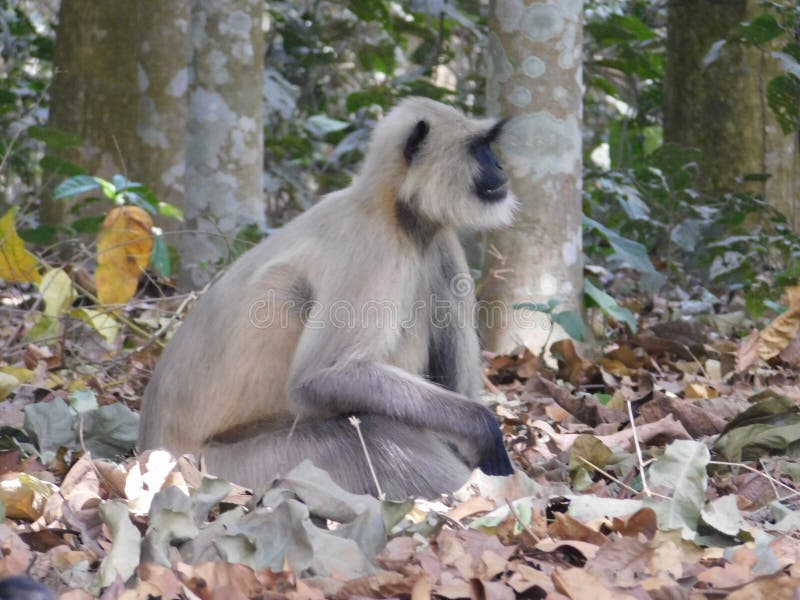 Indian Monkey, Black Face Monkey, Face Close Up Stock Image - Image of ...