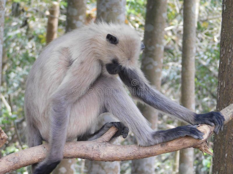 Angry Langur Monkey Stock Photos - Free & Royalty-Free Stock Photos ...