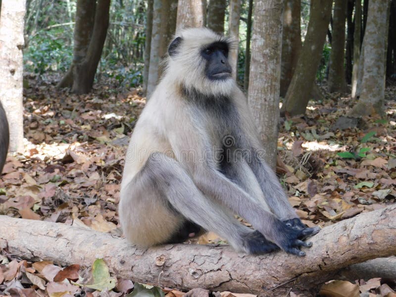 Gray Langur Close Up , Indian Monkey, Black Face Monkey, Face Close Up ...