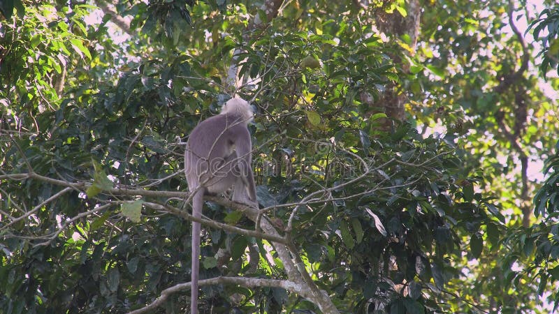 Gray Langur or Hanuman Langurs Semnopithecus Schistaceus Sitting on ...