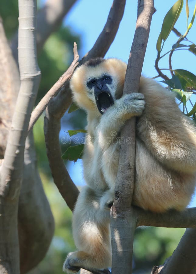 Angry Langur Monkey Stock Photos - Free & Royalty-Free Stock Photos ...