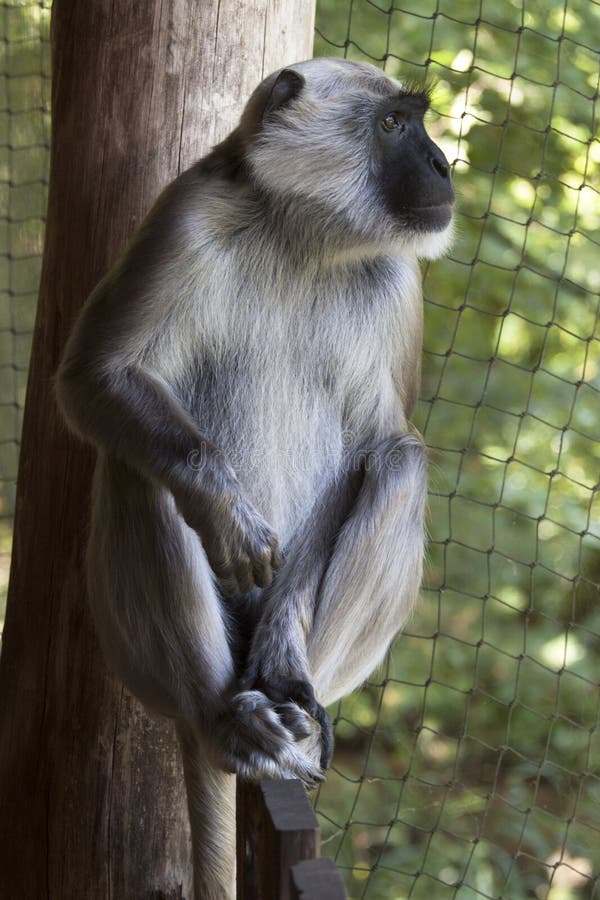 Gray Langur Monkey Semnopithecus Entellus Stock Photo - Image of lanka ...