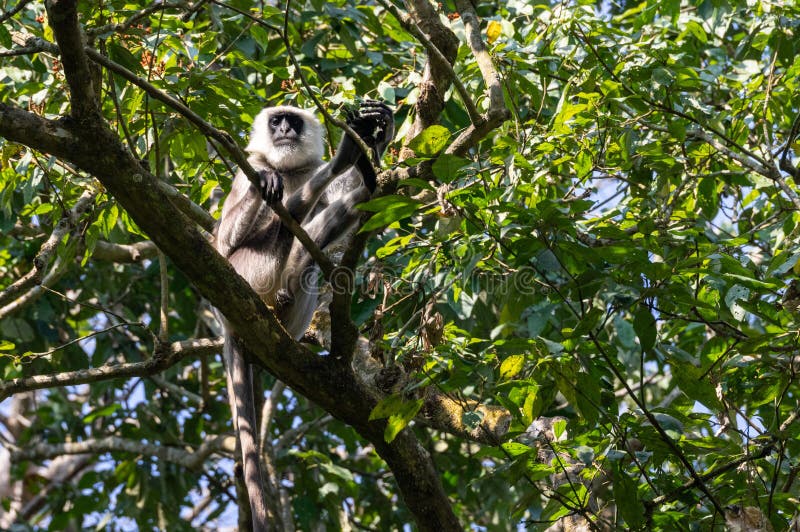 Gray Langur Monkeys stock image. Image of view, semnopithecus - 140253293