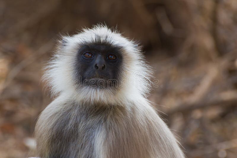 Scimmia Di Semnopithecus (Gray Langur) Fotografia Stock - Immagine di ...
