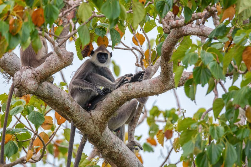 Funny Taj Mahal India Stock Photos - Free & Royalty-Free Stock Photos ...