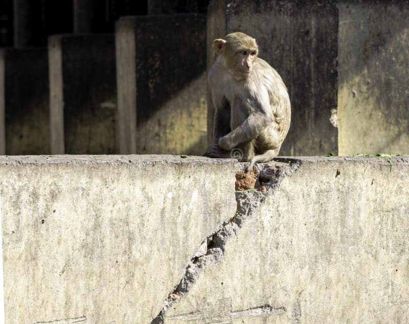 A Monkey Langur Sitting on a Wall in a Zoo Stock Image - Image of ...