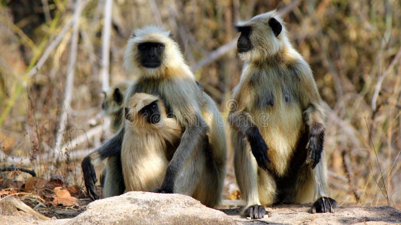 Three Monkeys stock photo. Image of looking, nervous, wall - 7231590