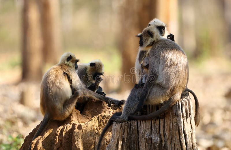 Gray Langurs, Also Called Hanuman Langurs and Hanuman Monkeys. Stock ...