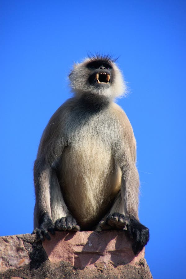 Gray Langurs (Semnopithecus Dussumieri) Showing Its Teeth, Rant Stock ...