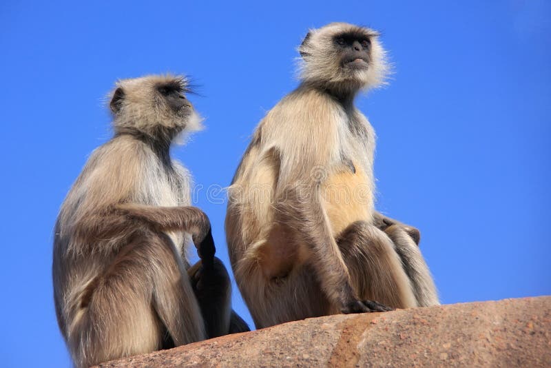 Gray Langurs (Semnopithecus Dussumieri) Mating At Ranthambore Fort ...
