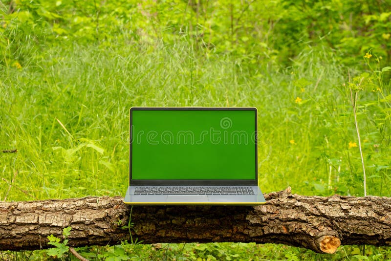 Gray Laptop in the Forest on the Grass in the Spring in the Afternoon ...