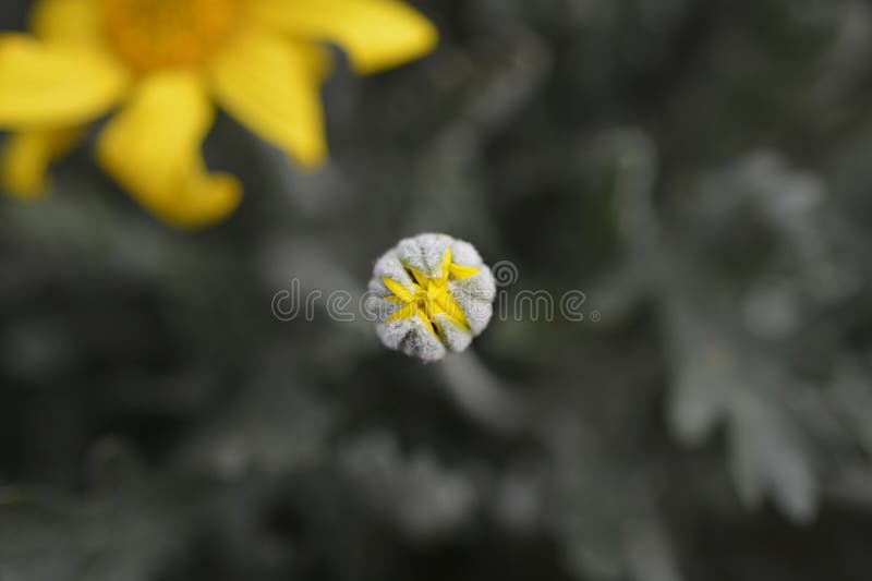 Gray-leaf eurypos stock image. Image of leaf, garden - 324879611