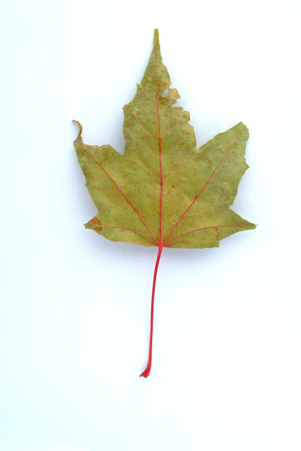 Gray Leaf of fall stock photo. Image of colorful, decoration - 35922936