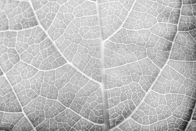 Gray Leaf Texture Black and White Color of Leaf Texture Background ...