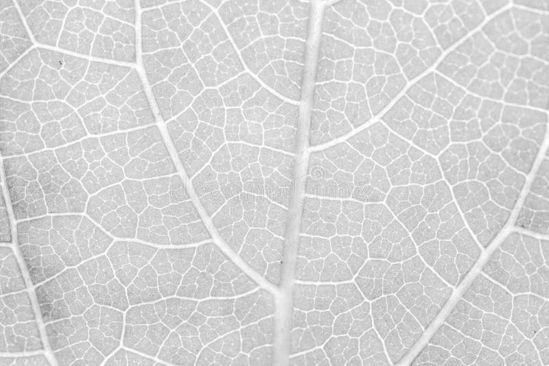 Gray Leaf Texture Black and White Color of Leaf Texture Background ...